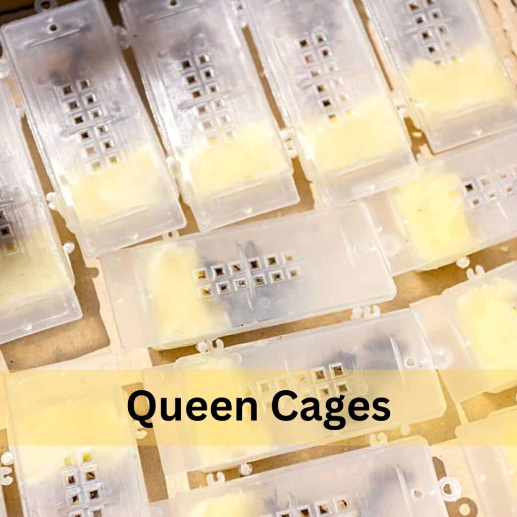 How to Find the Queen Bee - Carolina Honeybees