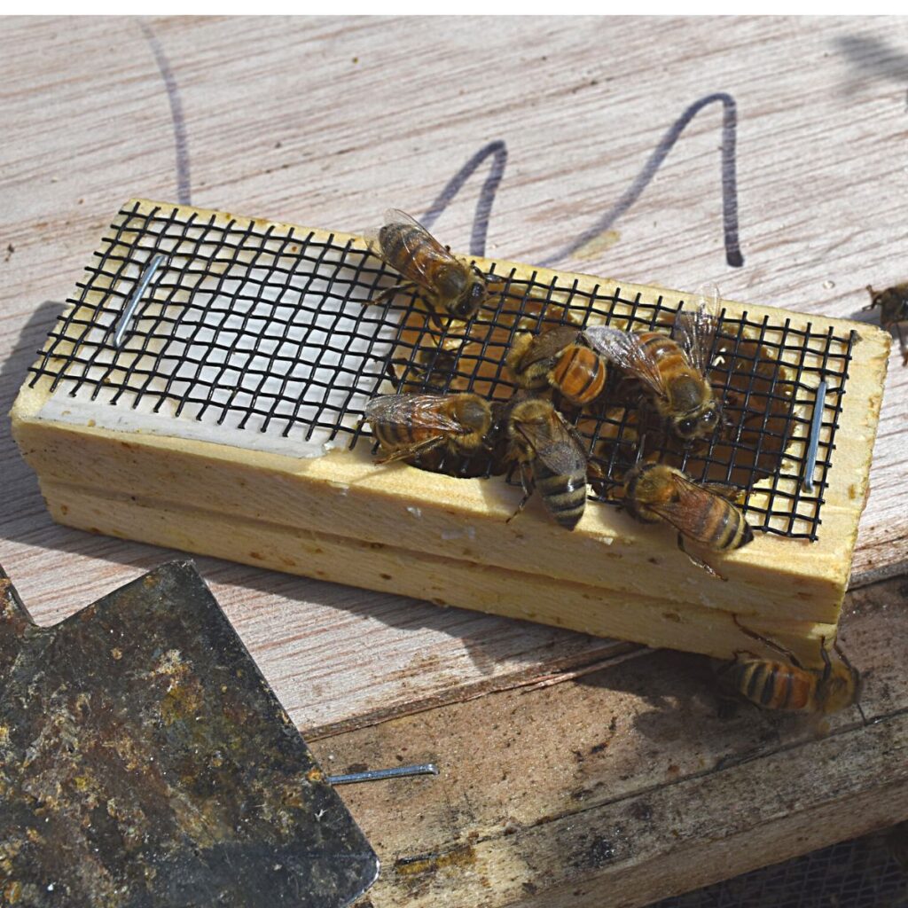 How to Build a Beehive of Your Own - Carolina Honeybees