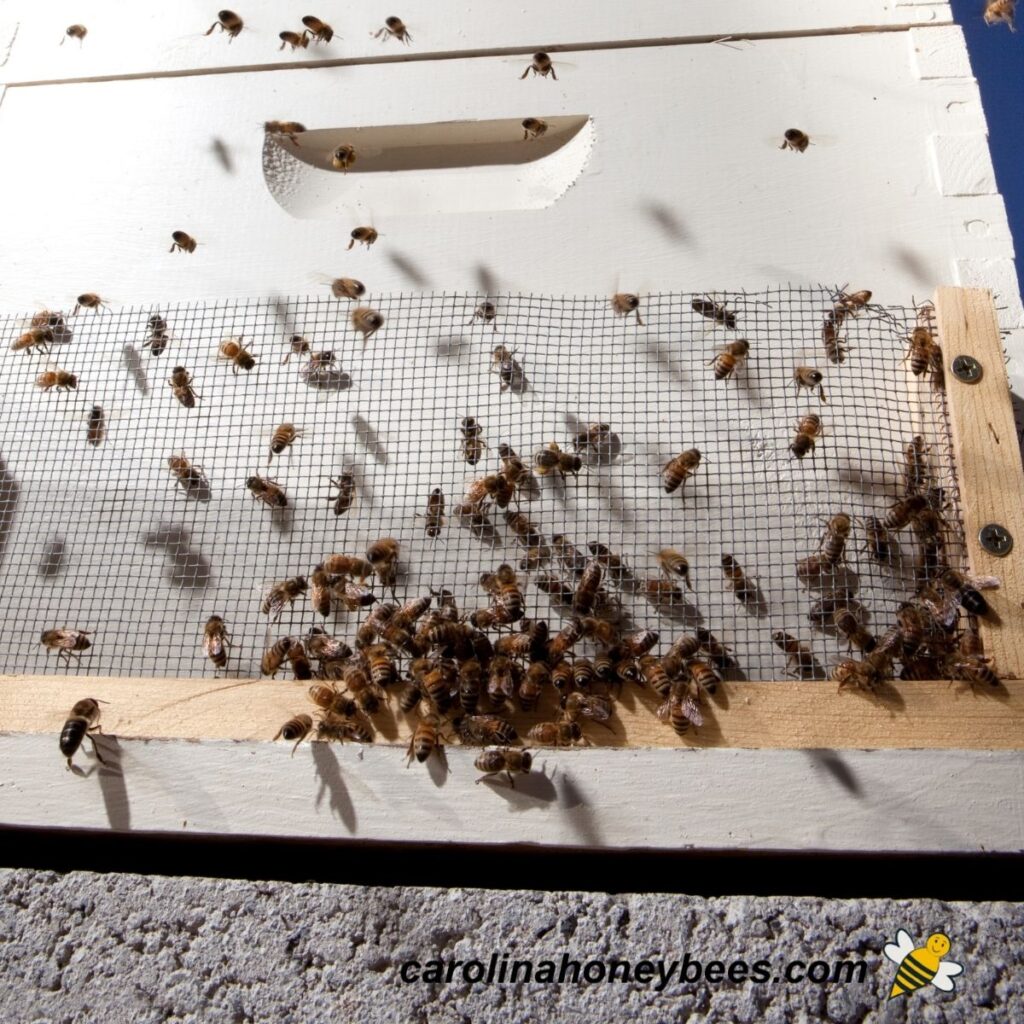Beekeeping Blog - Carolina Honeybees