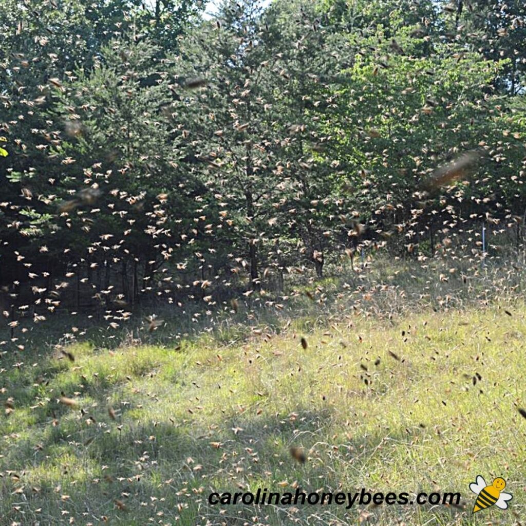 Beekeeping Blog - Carolina Honeybees