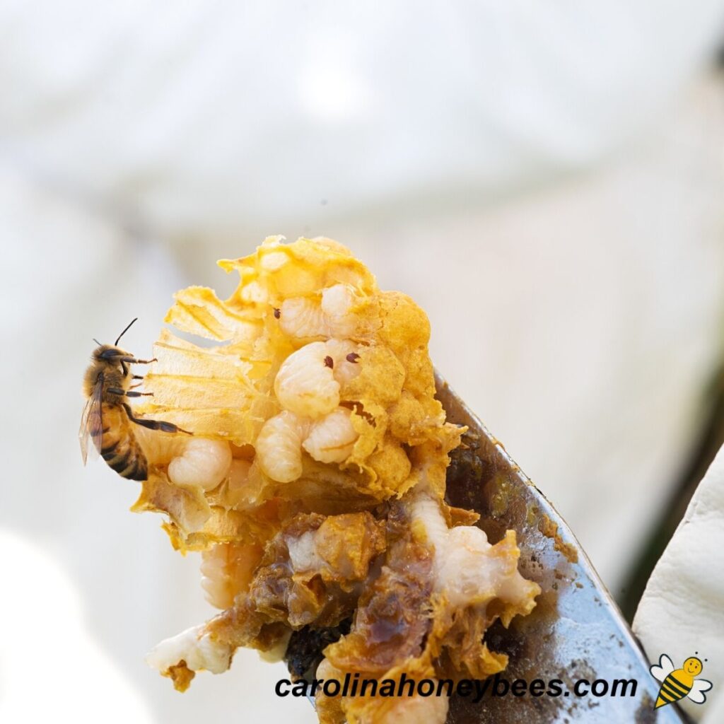 Beekeeping-the art of Keeping Honey Bees