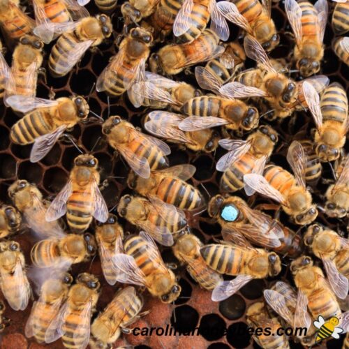 How Many Beehives Can 1 Person Manage? - Carolina Honeybees
