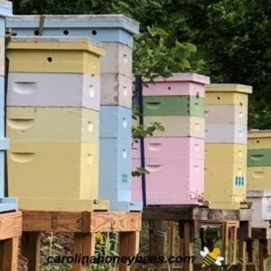 How Many Beehives in One Location? - Carolina Honeybees