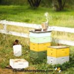 How Many Beehives Can 1 Person Manage? - Carolina Honeybees