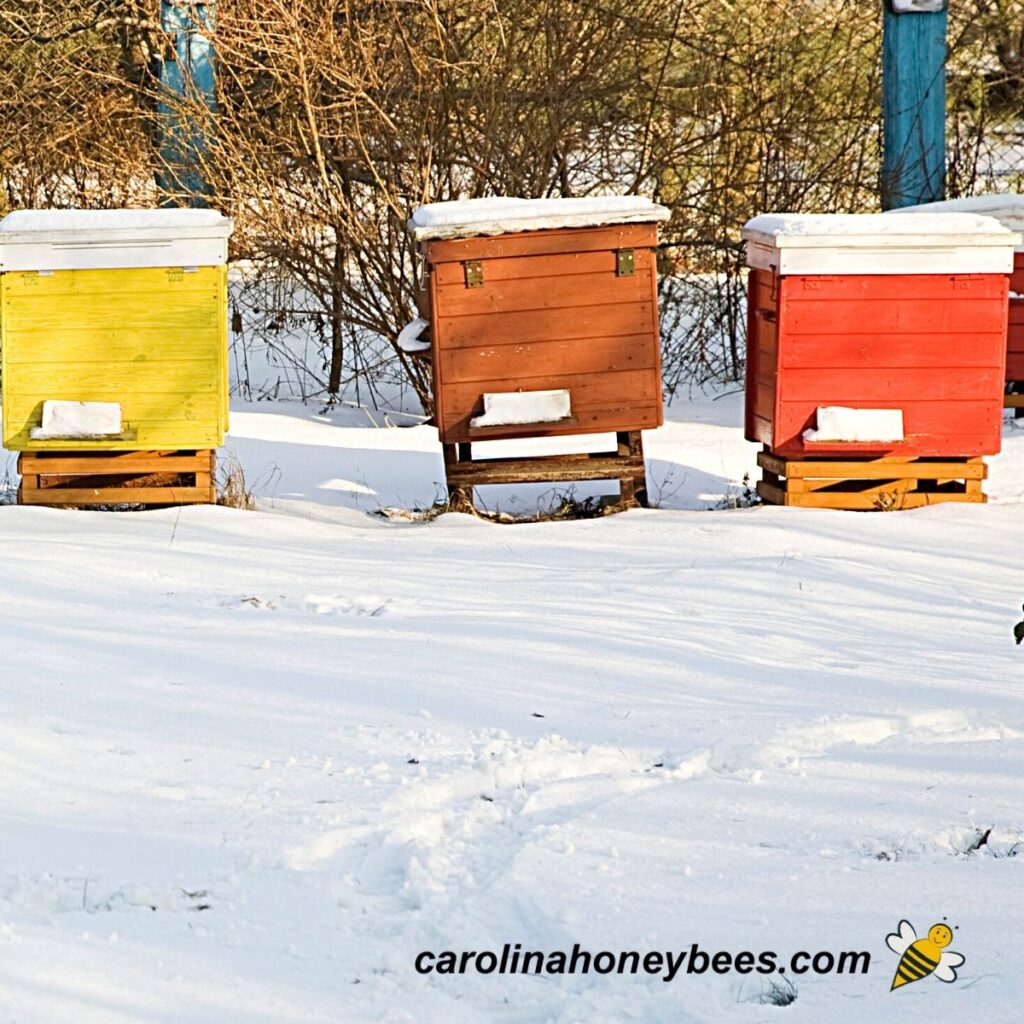 How To Paint a Beehive - [A Simple Guide] - Carolina Honeybees
