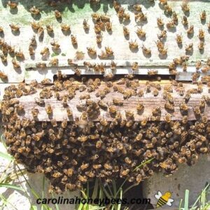 Bee Bearding: What Does it Mean?- Carolina Honeybees