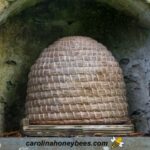 Important Beekeeping Terms - Carolina Honeybees