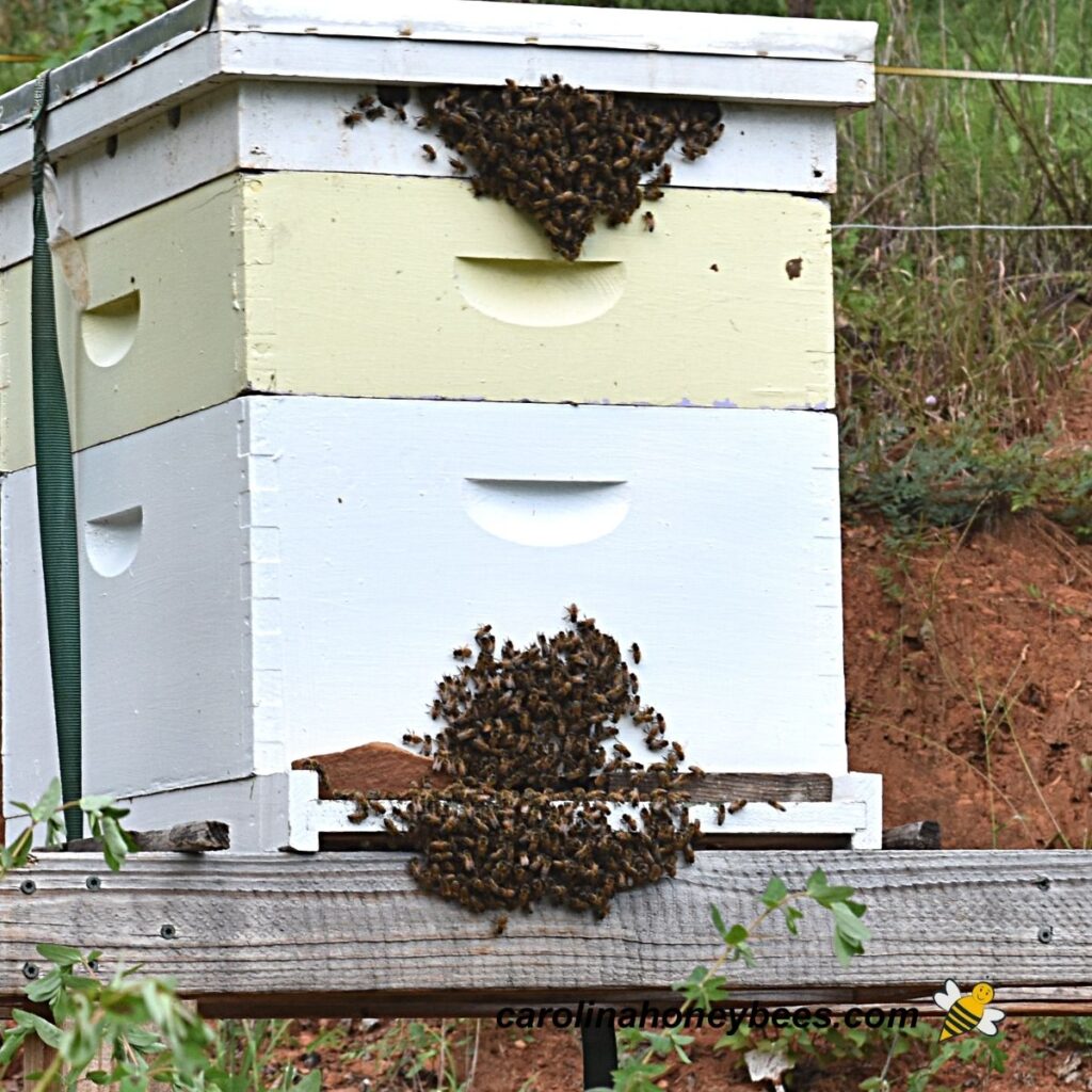 Types of Bees in a Hive - Carolina Honeybees