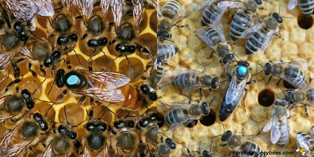 Beekeeping Terms Every New Beekeeper Should Know- Carolina Honeybees