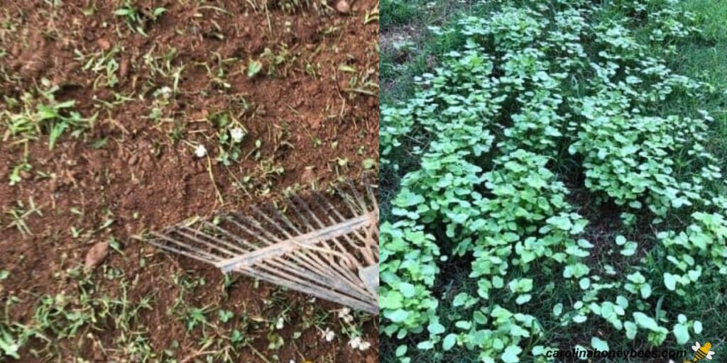 Planting Buckwheat for Bees- Carolina Honeybees