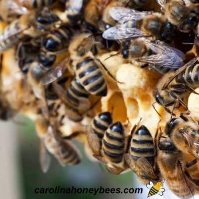 Why are Honey Bees Different Colors? - Carolina Honeybees