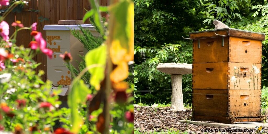 What is Urban Beekeeping? Challenges, and Best Practices- Carolina ...