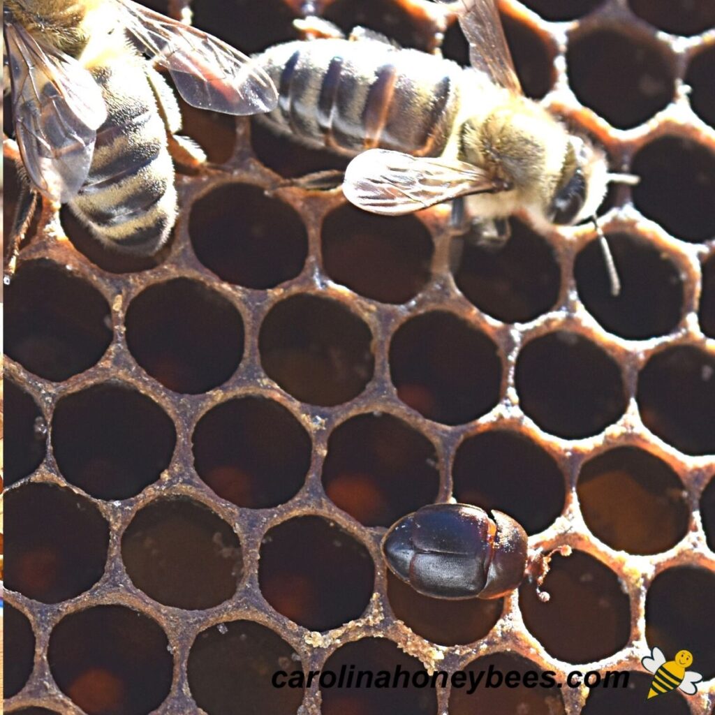 Bee Bearding: What Does it Mean? - Carolina Honeybees