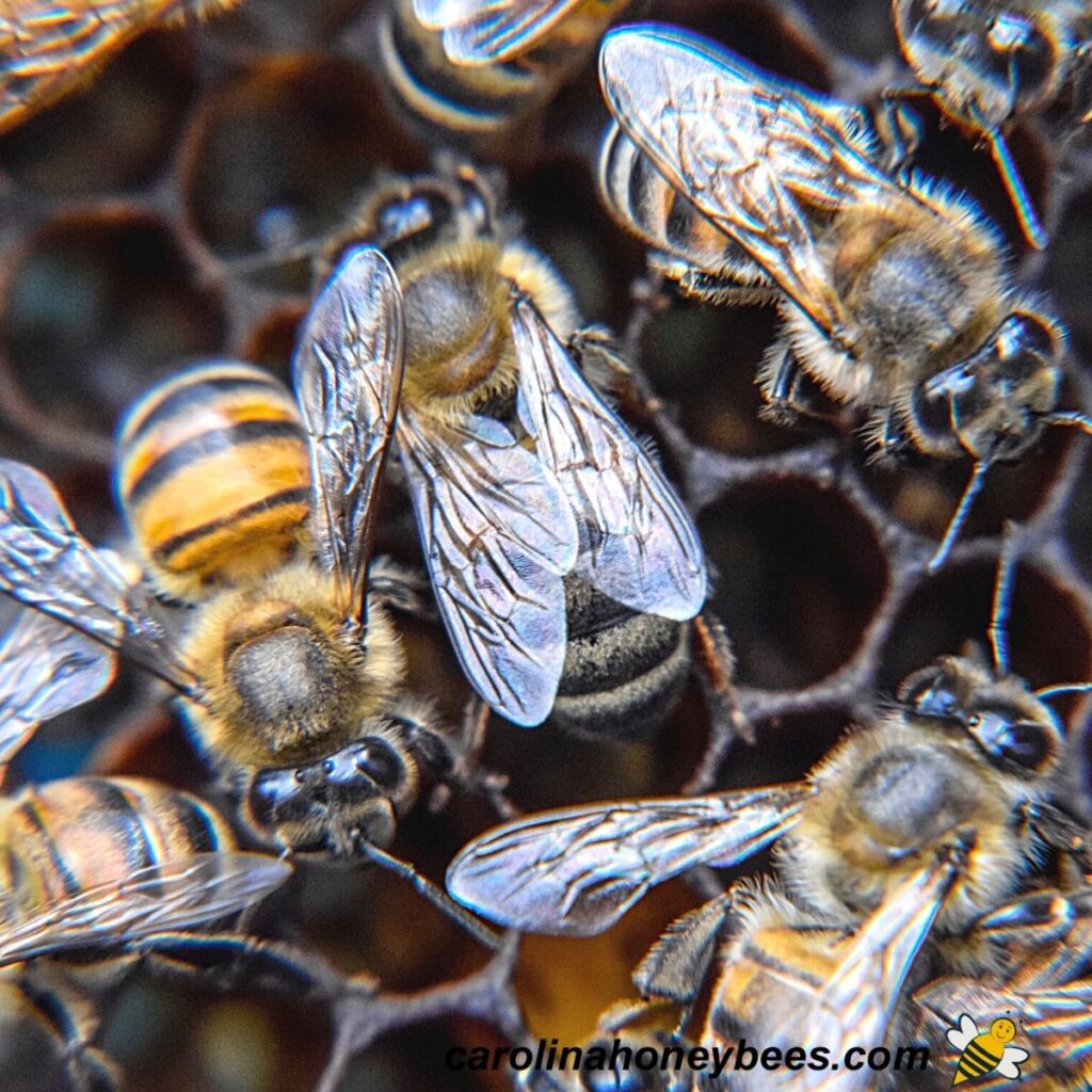 Feeding Bees in Winter {Quick Tips for Success} - Carolina Honeybees