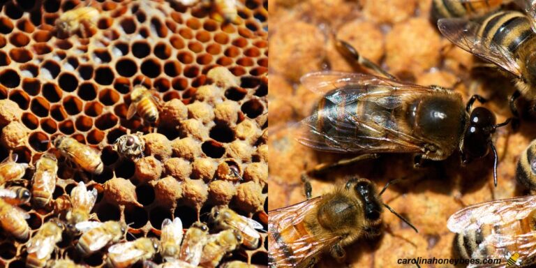 Beekeeping Terms-You Can Understand- Carolina Honeybees