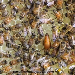 Why Are Honey Bees Different Colors? - Carolina Honeybees