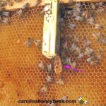 What is Burr Comb - Is it a Problem? - Carolina Honeybees