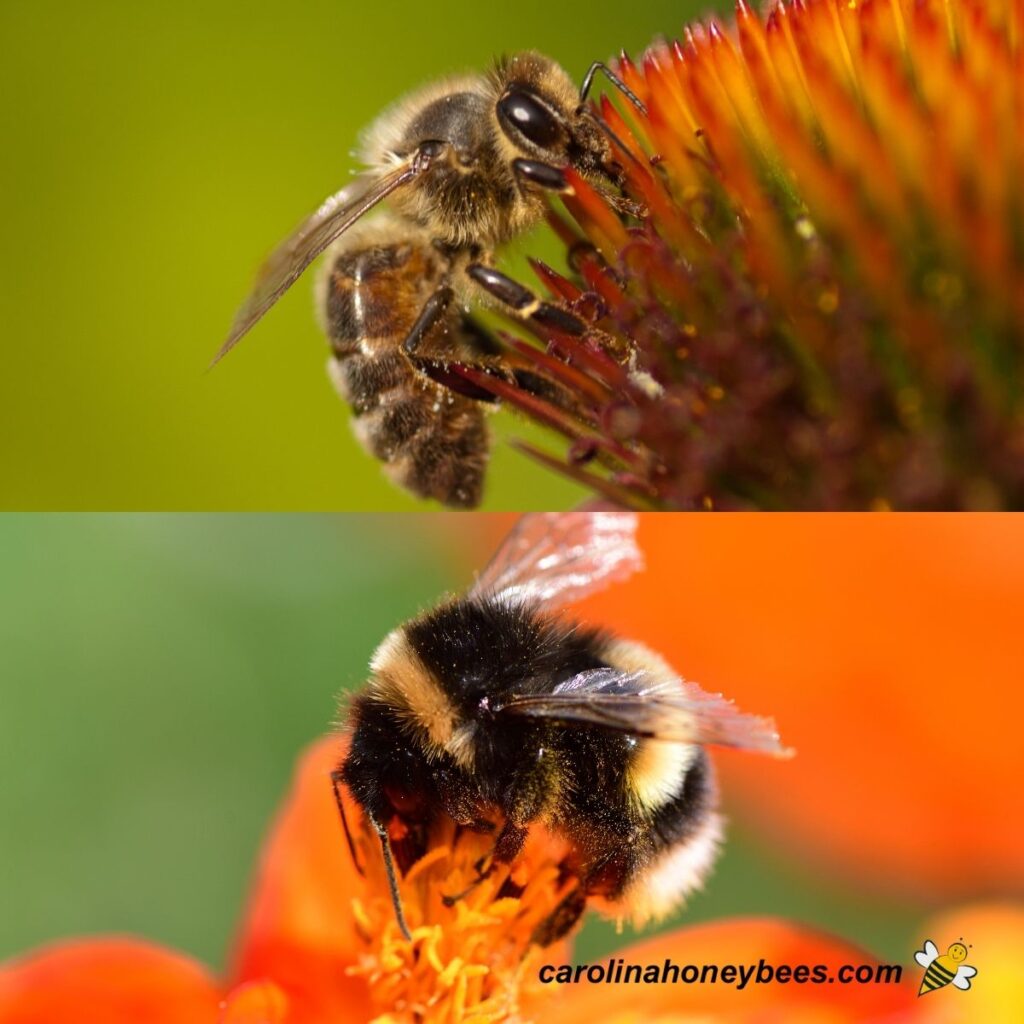 The Role of the Queen Bee - Carolina Honeybees