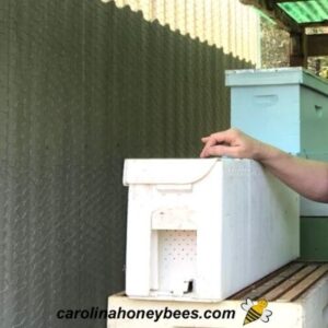 What is a Bee Nuc? - Carolina Honeybees