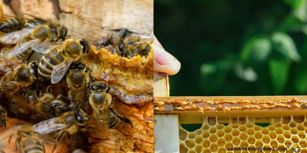 Beekeeping Terms Every New Beekeeper Should Know- Carolina Honeybees