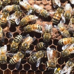 Why Are Honey Bees Different Colors? - Carolina Honeybees