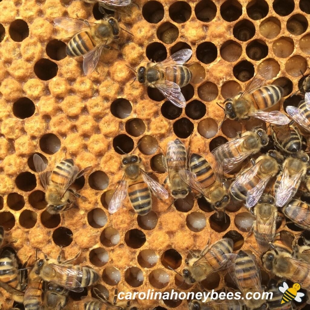 How to Build a Beehive of Your Own - Carolina Honeybees