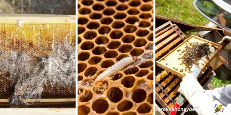 Understanding Common Honey Bee Pests- Carolina Honeybees