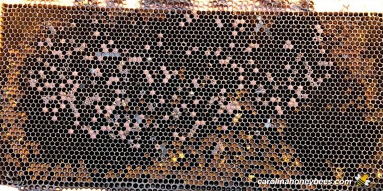 What is a Good Brood Pattern in a Hive?- Carolina Honeybees