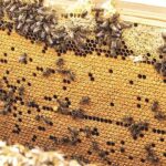 What is a Good Brood Pattern? - Carolina Honeybees