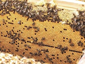 What is a Good Brood Pattern in a Hive?- Carolina Honeybees