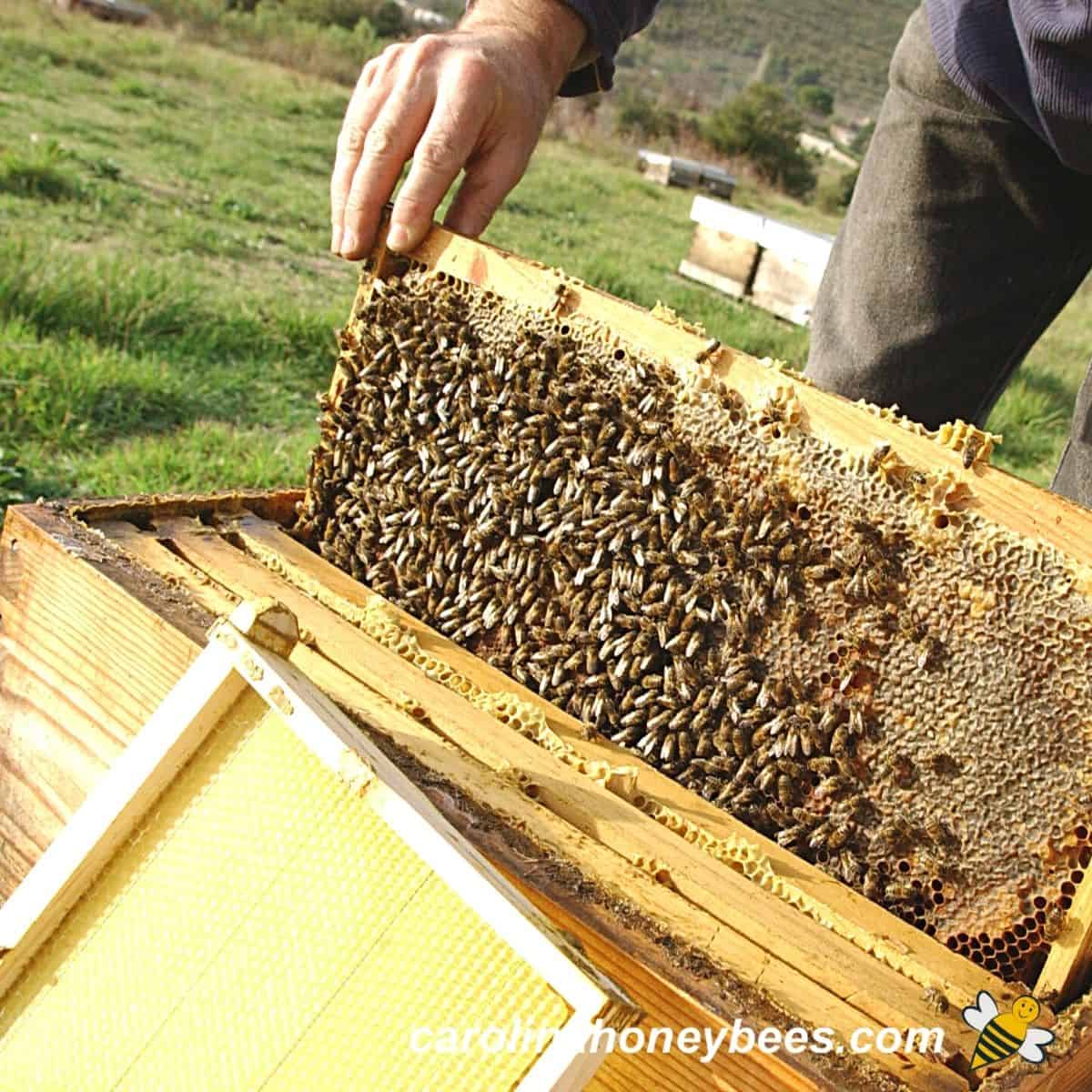 Beekeeping Blog - Carolina Honeybees