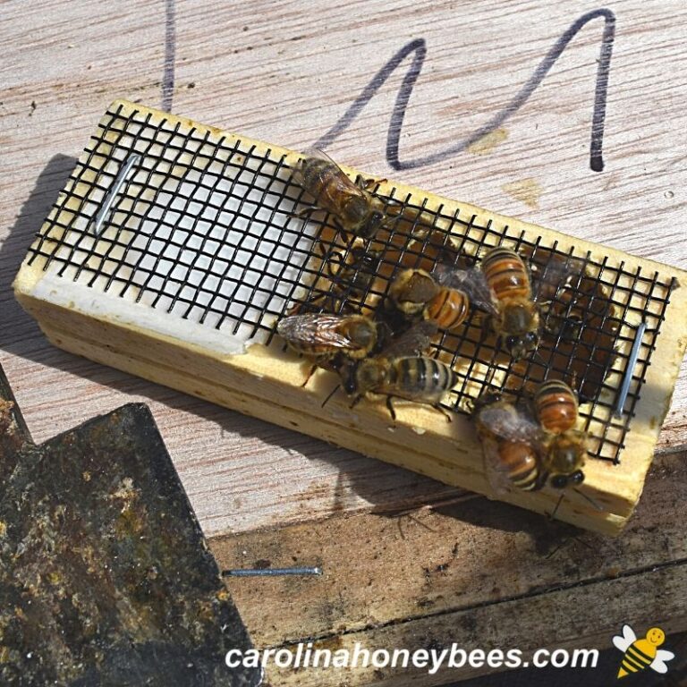 Amazing Queen Bee Facts - Carolina Honeybees