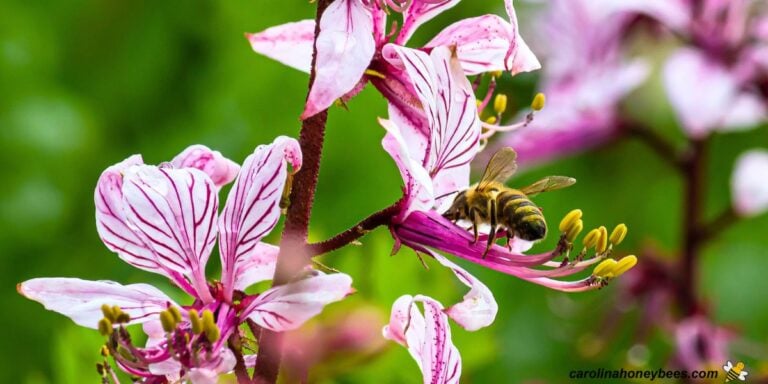How to Create a Honey Bee Garden - Carolina Honeybees