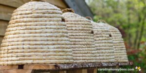 Bee Skeps: Traditional Beekeeping Charm- Carolina Honeybees