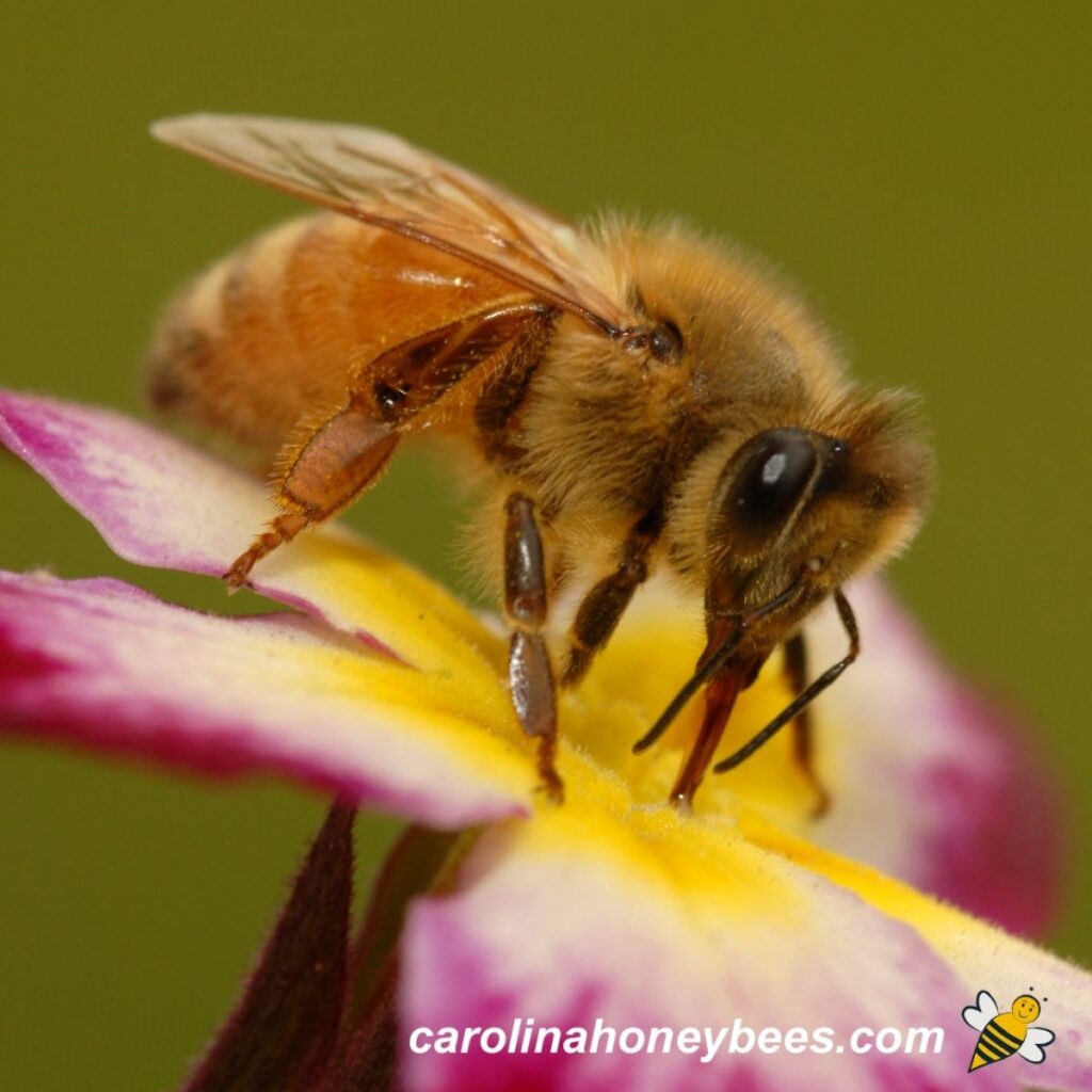 Robber Bees - How to Identify and Stop Them - Carolina Honeybees