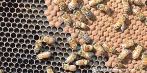 What is a Good Brood Pattern in a Hive?- Carolina Honeybees