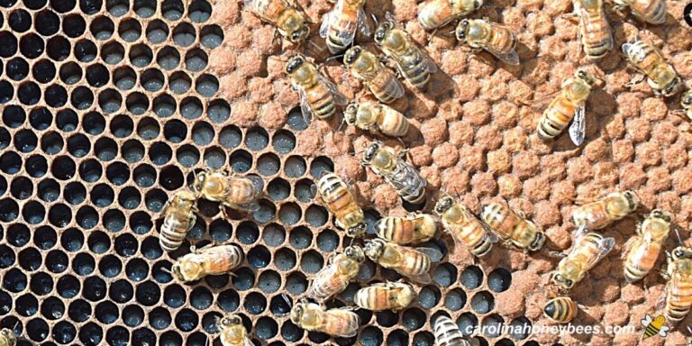 What is a Good Brood Pattern in a Hive?- Carolina Honeybees