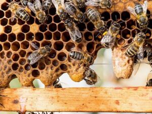 Queen Cells in the Beehive: Why They Happen- Carolina Honeybees