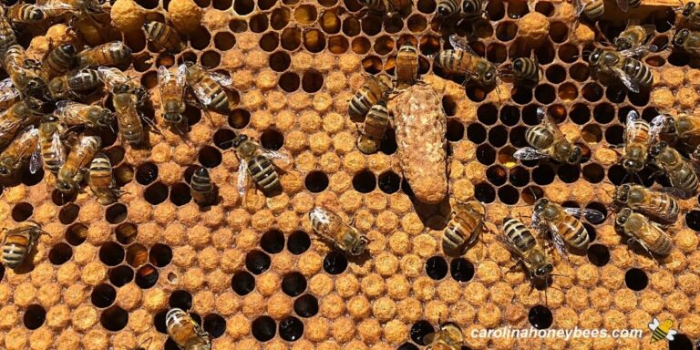 Queen Bee Facts: Marvels of Colony Life - Carolina Honeybees