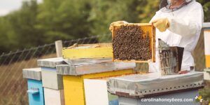 Beekeeping for Beginners (Step by Step Guide) - Carolina Honeybees