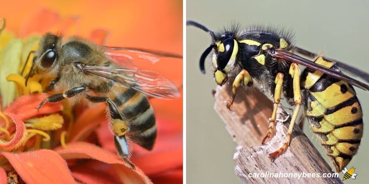 Apiphobia - Fear of Bees - Carolina Honeybees