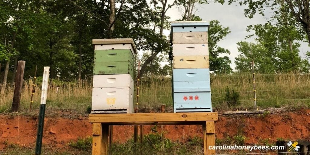Beehive Placement: Finding the Right Place for Your Hive- Carolina ...