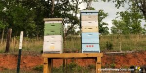 Beehive Placement: Finding the Right Place for Your Hive- Carolina ...