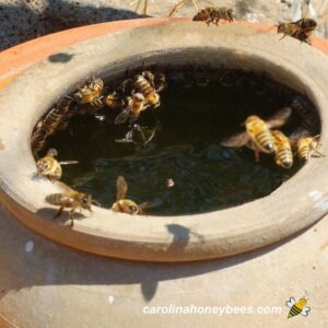 Creating a Buzzworthy Honey Bee Garden - Carolina Honeybees