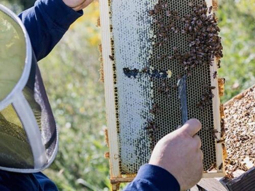 Beehive Records: How They Promote Success - Carolina Honeybees