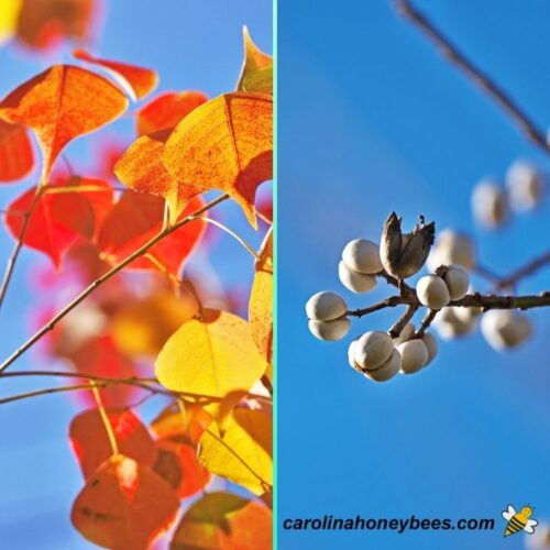 Invasive Plants Bees Like - Carolina Honeybees