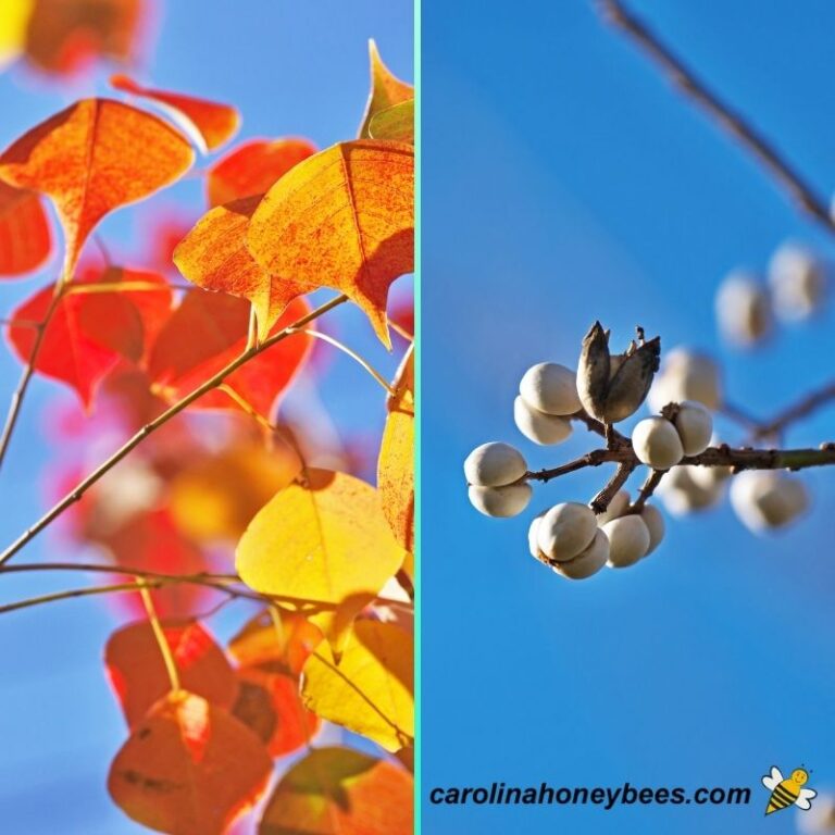 Invasive Plants Bees Like - Carolina Honeybees