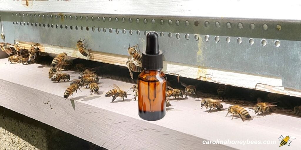 Using Essential Oils for Honey Bees - Carolina Honeybees