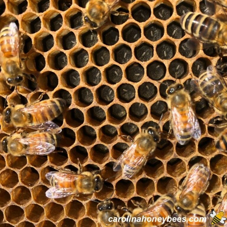 Queen Bee Size: Why is She Bigger? - Carolina Honeybees