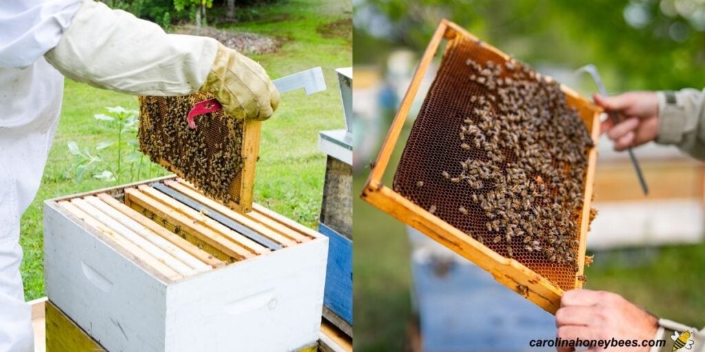 How to Build a Beehive of Your Own - Carolina Honeybees